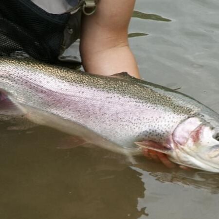 Fish farm Arnegg of the Hotel Engel in Ulm-Lehr | fresh fish